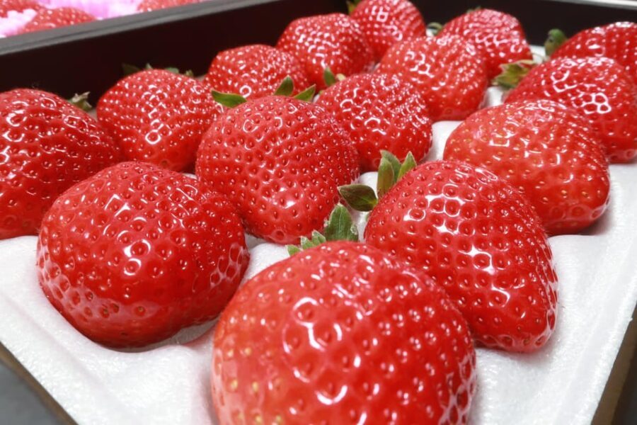 Day Bus Trip to Fruits Pick & Dazaifu, Yanagawa in Fukuoka - The Itinerary in Detail: What You Can Expect