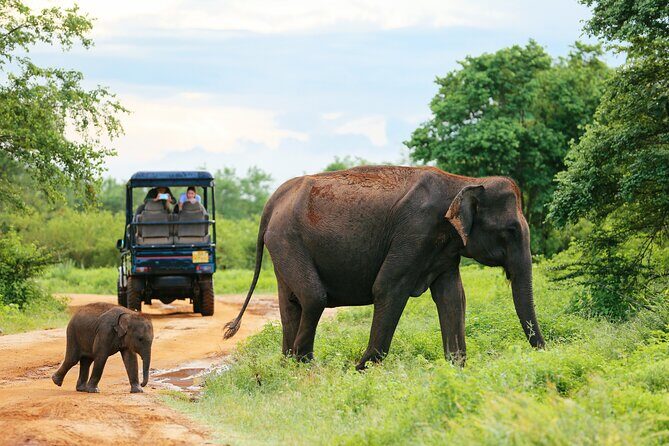 Day Excursion at Udawalawe National Park From Galle - In-Depth Look at the Experience