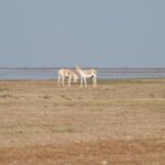 Day Excursion to Little Rann Of Kutch from Ahmedabad - The Itinerary: Walking Through the Salt Desert and Wildlife