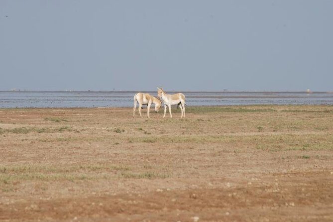 Day Excursion to Little Rann Of Kutch from Ahmedabad - The Itinerary: Walking Through the Salt Desert and Wildlife
