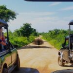 Day Excursions to Udawalawe from Bentota - Second Stop: Udawalawe Dam
