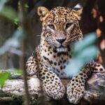 Day Tour from Colombo to Yala National Park Safari - Authentic Experiences & Practical Details
