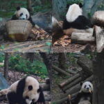 Day Tour of Chengdu & Panda Research Base - Who Would Enjoy This Tour?