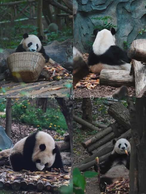 Day Tour of Chengdu & Panda Research Base - Who Would Enjoy This Tour?