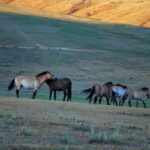 Day tour to Hustai national park - Who Should Consider This Tour?