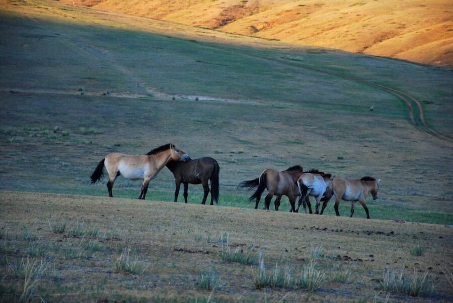 Day tour to Hustai national park - Who Should Consider This Tour?