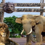 Day Tour To Ridiyagama Safari Park From Colombo - Why This Tour Might Be Right for You