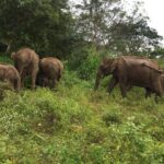 Day Tour to Sigiriya, Dambulla & Minneriya National Park - Who Will Love This Tour?