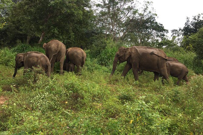 Day Tour to Sigiriya, Dambulla & Minneriya National Park - Who Will Love This Tour?