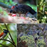 Day Tour to Sinharaja Rain Forest - The Cost and Its Value