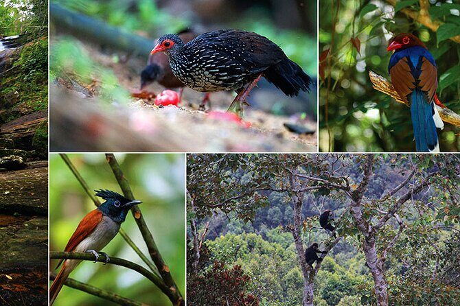 Day Tour to Sinharaja Rain Forest - The Cost and Its Value