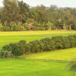 Day Trip: Floating Market & Mua Xuan Forest Half-Day Tour - The Value of the Experience
