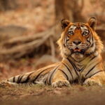 Day Trip from Jaipur to Ranthambore Safari - Key Points
