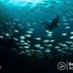 Day Trip Snorkeling in Tulamben - Explore Liberty Wreck (pick up in South Bali) - What’s Included and What’s Not