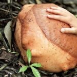Day-Trip to Gunung Gading Rafflesia Centre from Kuching City - The Value and How It Compares