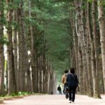 Day Trip to Nami Island with Rail bike and The Garden of Morning Calm - What the Tour Includes and What to Keep in Mind