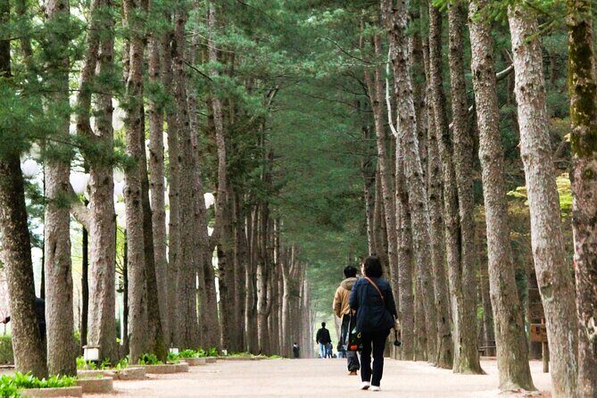 Day Trip to Nami Island with Rail bike and The Garden of Morning Calm - What the Tour Includes and What to Keep in Mind