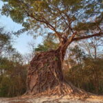 Day Trip to Sambor Preikuk, Kuhak Nokor & Spider Market - What Travelers Say
