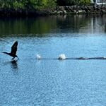 Daytona Beach: Coastal Discovery Cruise - What to Expect on the Daytona Beach Coastal Discovery Cruise
