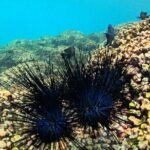 DE Huatulco Secret Reefs Snorkeling Tour DE Huatulco - Final Thoughts