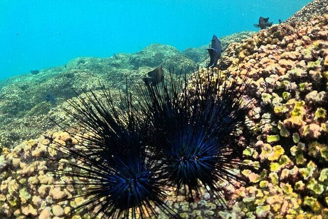 DE Huatulco Secret Reefs Snorkeling Tour DE Huatulco - Final Thoughts