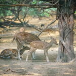 Delhi: Deer Park and Hauz Khas Village Walking Tour - Strolling Through Hauz Khas Village