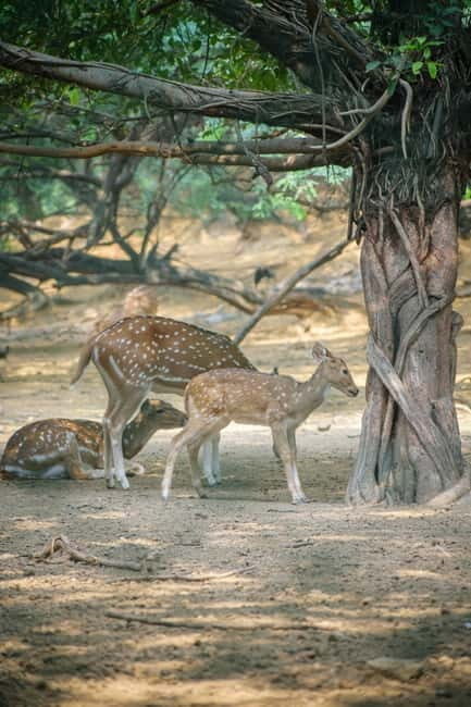 Delhi: Deer Park and Hauz Khas Village Walking Tour - Strolling Through Hauz Khas Village