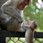 Delhi: Monkey Safari guided walking tour - An In-Depth Look at the Itinerary