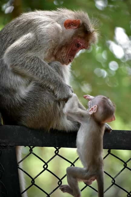 Delhi: Monkey Safari guided walking tour - An In-Depth Look at the Itinerary