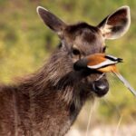 Delhi to Corbett Tiger Reserve - The Value and Practical Aspects