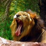 Delhi Zoo White Tigers & lions with Old Fort Visit - Practical Details: What to Expect