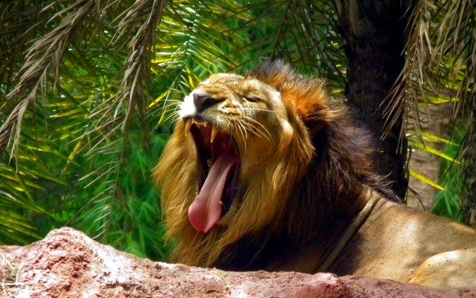 Delhi Zoo White Tigers & lions with Old Fort Visit - Practical Details: What to Expect