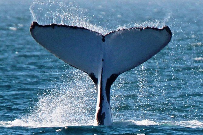 Deluxe Mega Fauna Humpback or Whaleshark Swim Ningaloo Reef - Analyzing the Value