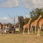 Deluxe Safari Adventure at Werribee Open Range Zoo - excl. entry - The Safari Ride: What to Expect