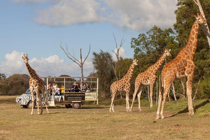 Deluxe Safari Adventure at Werribee Open Range Zoo - excl. entry - The Safari Ride: What to Expect