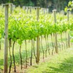 Deluxe Wine Tour to Tamborine Mountain, includes two course lunch - Detailed Breakdown of the Itinerary