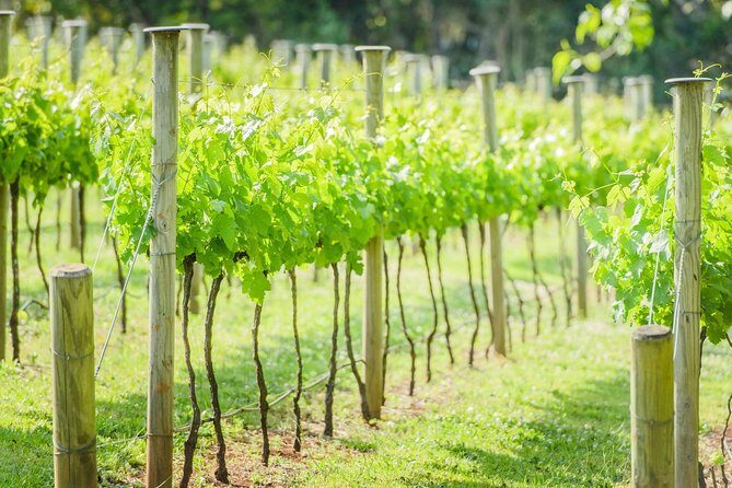 Deluxe Wine Tour to Tamborine Mountain, includes two course lunch - Detailed Breakdown of the Itinerary