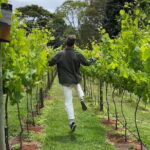Deluxe Winery Tour to Tamborine Mountain (Mon-Tues) - The Value of Guided Tastings and Scenic Stops