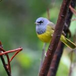 Denver: Birding Basics and Beyond - A Detailed Look at the Itinerary