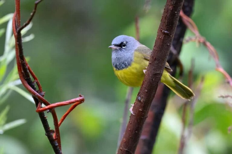 Denver: Birding Basics and Beyond - A Detailed Look at the Itinerary