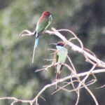 Deramakot Forest Safari Tour 3D2N - Why This Tour Offers Great Value