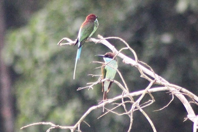 Deramakot Forest Safari Tour 3D2N - Why This Tour Offers Great Value