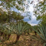Desde Mérida: Haciendas de Yucatán - A Full Breakdown of the Experience