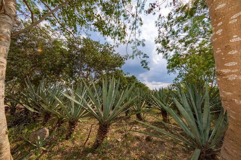 Desde Mérida: Haciendas de Yucatán - A Full Breakdown of the Experience