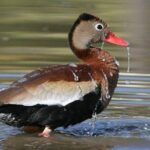 Desembocada and Ameca River Bird Paradise (Wetland and Tropical birds in PV) - What You Gain from This Tour