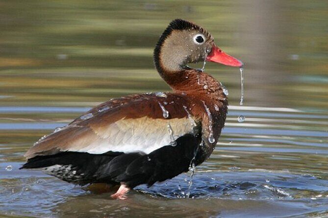 Desembocada and Ameca River Bird Paradise (Wetland and Tropical birds in PV) - What You Gain from This Tour