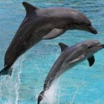 Destin Family Friendly Dolphin Watching Adventure - Final Thoughts