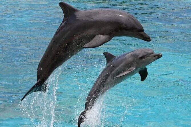Destin Family Friendly Dolphin Watching Adventure - Final Thoughts