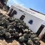 Destino Tequila: Experiencia Premier Privada - Why This Tour Excels — What You’ll Love