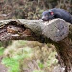 Devils at Cradle: Day Keeper Tour and Entry to Wildlife Park - The Itinerary: What Makes Each Part Special